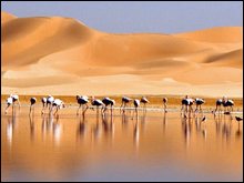 Une nouvelle zone humide se constitue à Sebkhet Sefioune (Ouargla ...