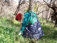 Mama "Haouraght", agricultrice à Menaâ (Batna) : une histoire d’amour ...