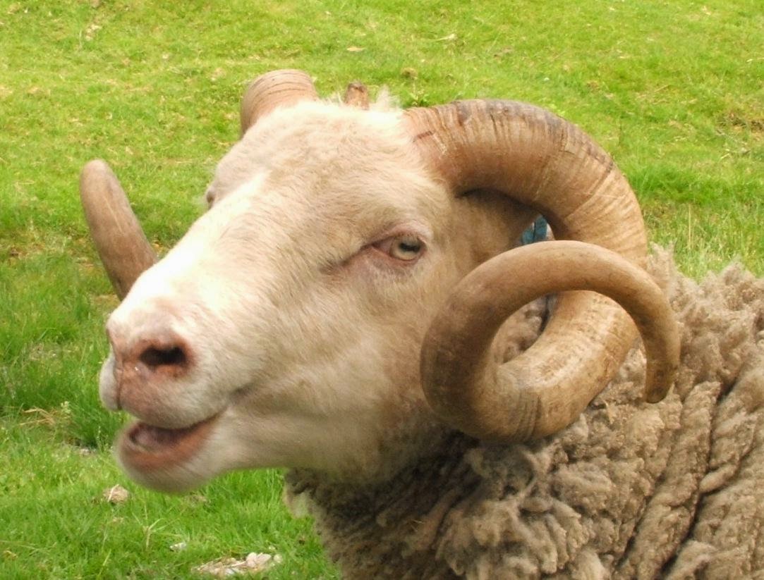 Sour El-Ghozlane: Vol de 30 béliers - Algerie360