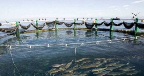 L’élevage de poisson en cages flottantes: un créneau d’avenir à Tipasa ...