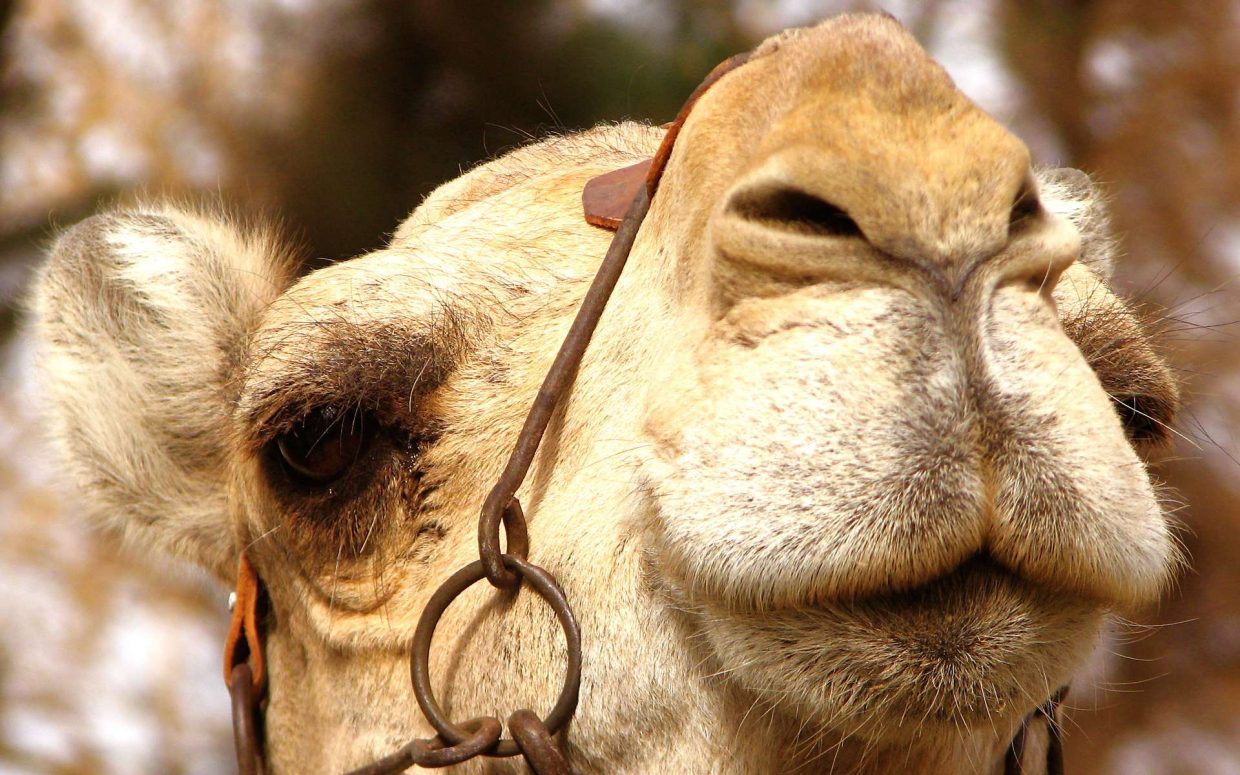 Viande caméline : le nouveau pari du ministère de l'Agriculture ...