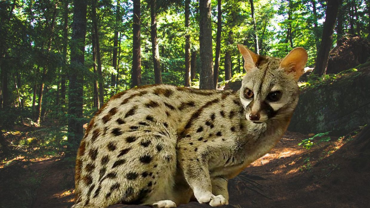 Menacé de disparaitre, le Zerdi fait sa réapparition en Algérie ...