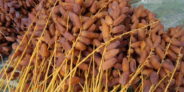 Datte algérienne : plus de 800 variétés produites localement - Algerie360