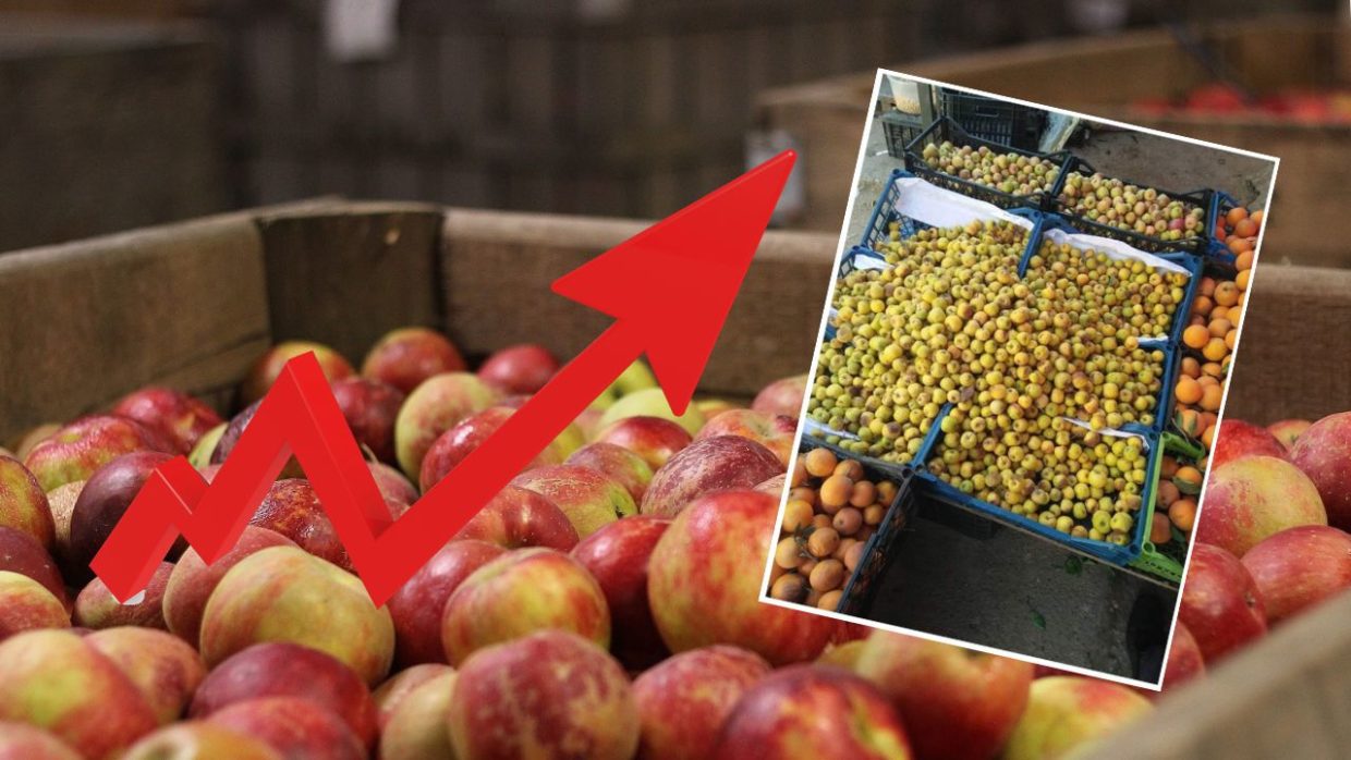 Prix des pommes produites en Algérie : l'APOCE dénonce la spéculation ...