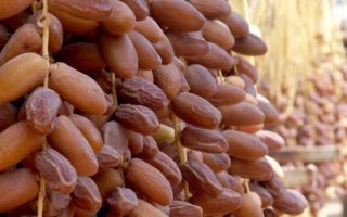 Paris : la datte algérienne Deglet Nour signe sa présence aux Galeries ...