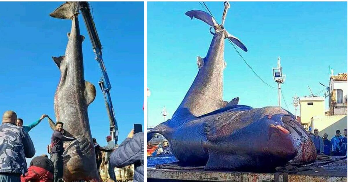 Des pêcheurs découvrent un requin pèlerin dans leurs filets au port de ...