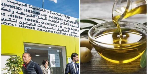 Oléiculture : Béjaia se dote d'un laboratoire d'analyses certifié pour ...