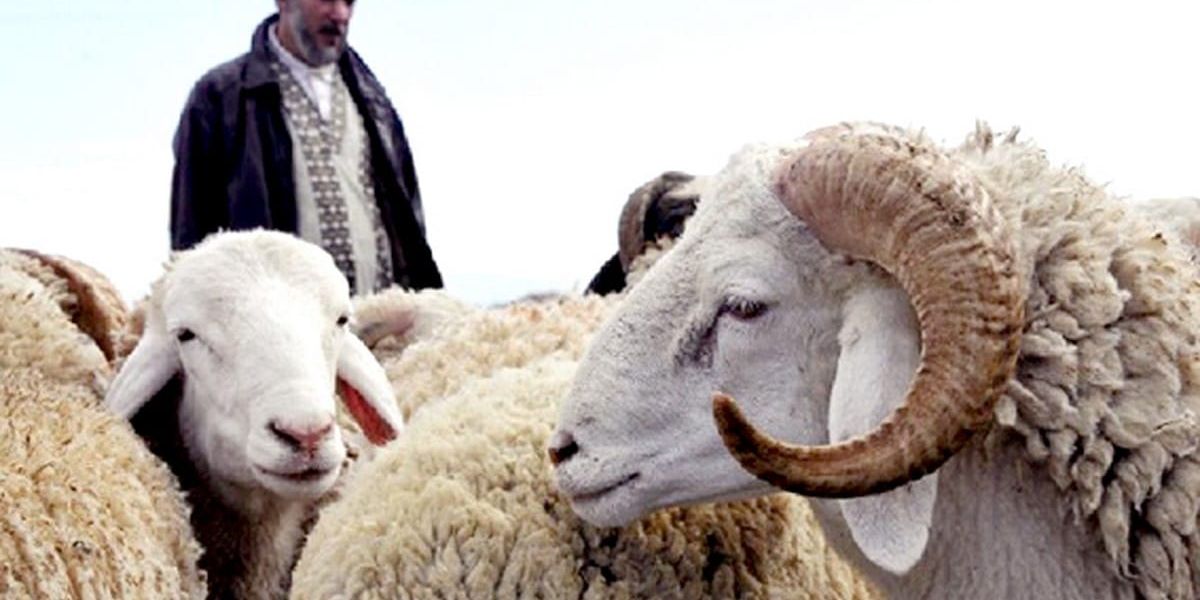 Aïd El-Adha 2024 : que révèlent les dynamiques au marché d' El-Khroub ...