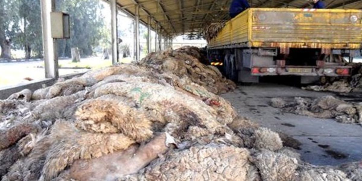 Aid El Adha : le Ministère appelle au respect de l'hygiène et à l ...