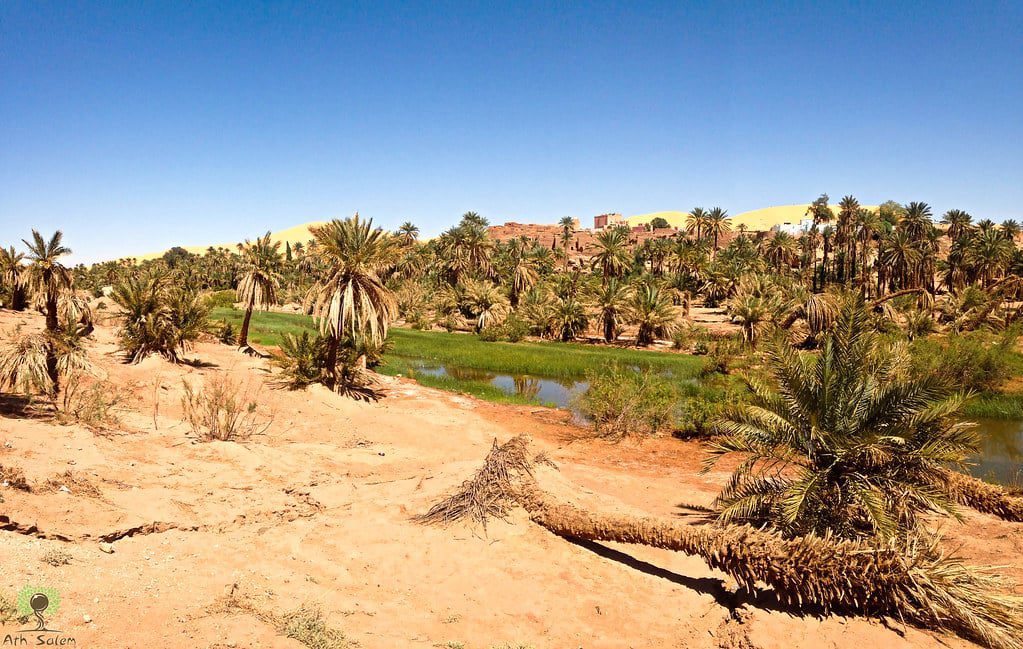 Lancement de la campagne du tourisme saharien : La Saoura se dévoile ...