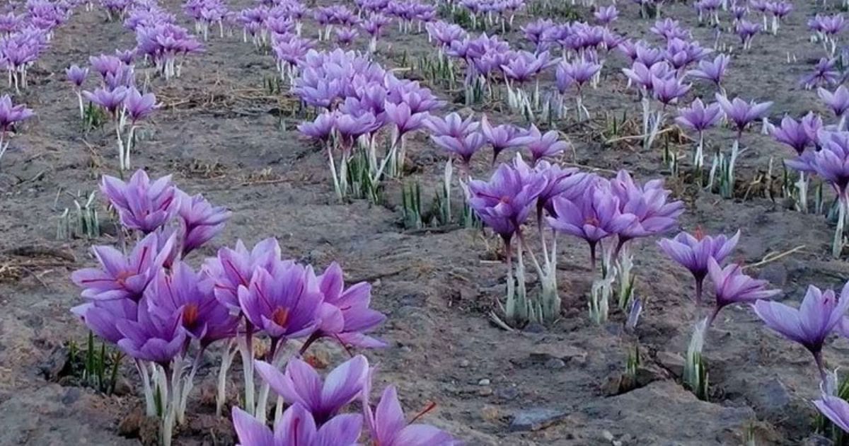 Son prix peut atteindre 2 000 000 DA/kg : le "Safran DZ" défie les ...